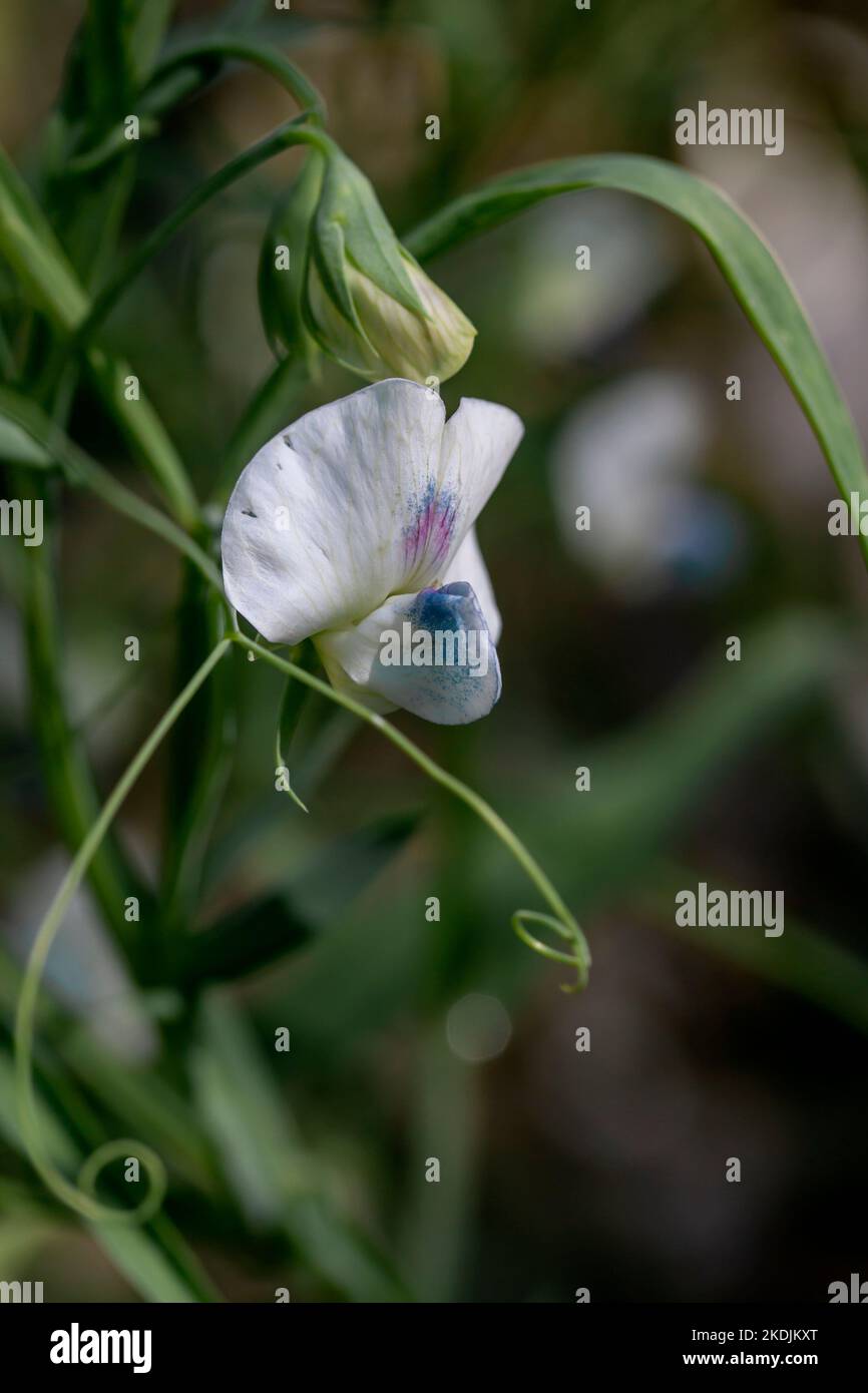 Grass pea lathyrus sativus hi-res stock photography and images - Alamy