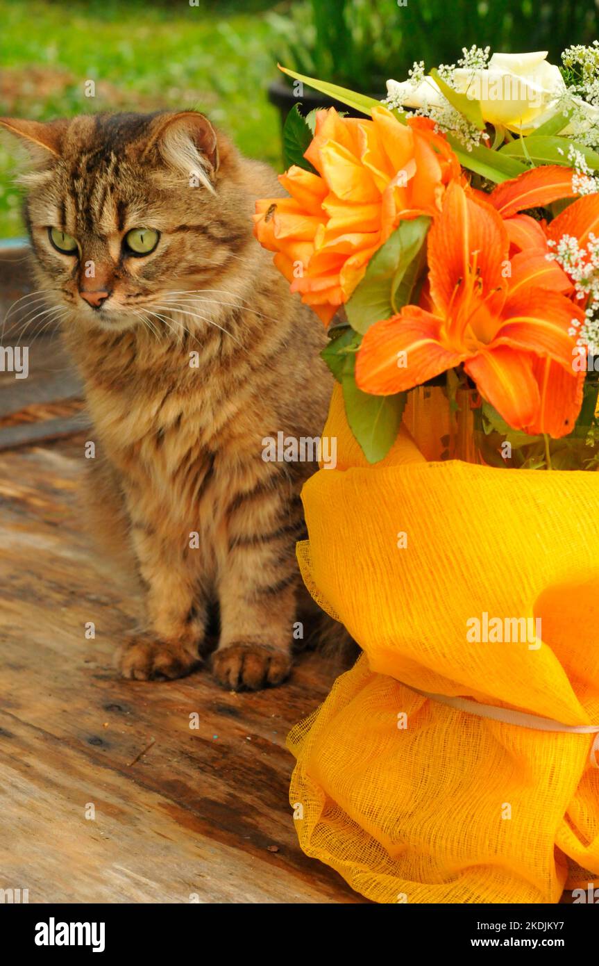 Orange Daylily (Hemerocallis fulva) and Rose (Rosa sp) in a bouquet ...