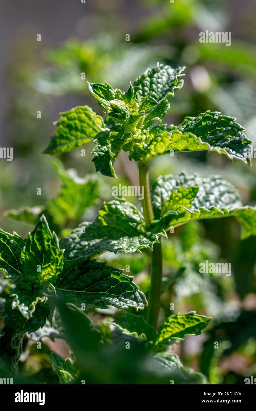 (Mentha spicata 'Nannah' Stock Photo - Alamy