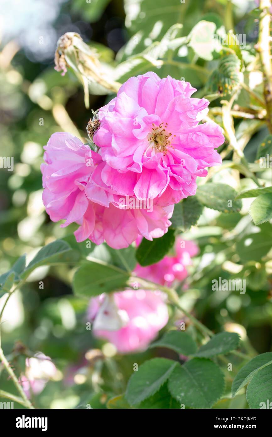 Damask Rose 'Kazanlik (Rosa x damascena trigintipetala Stock Photo - Alamy