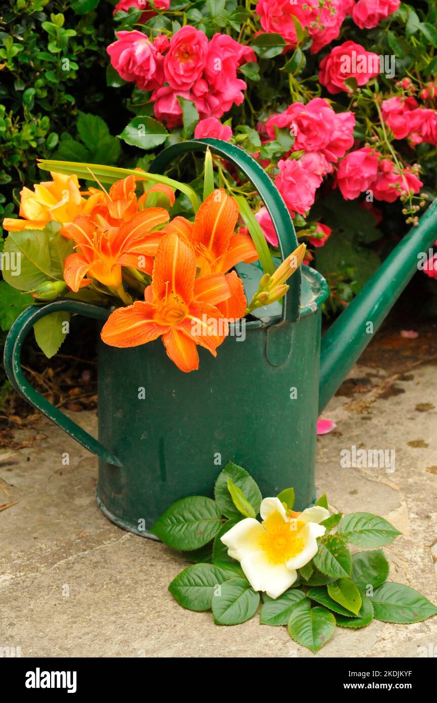 Orange Daylily (Hemerocallis fulva) and Rose (Rosa sp) in a bouquet in ...