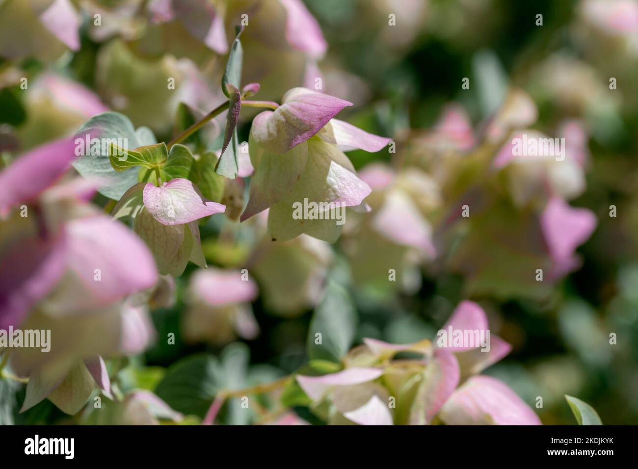 Oregano 'Ken Beauty' (O. scabrum x O. rotundifolium Stock Photo - Alamy