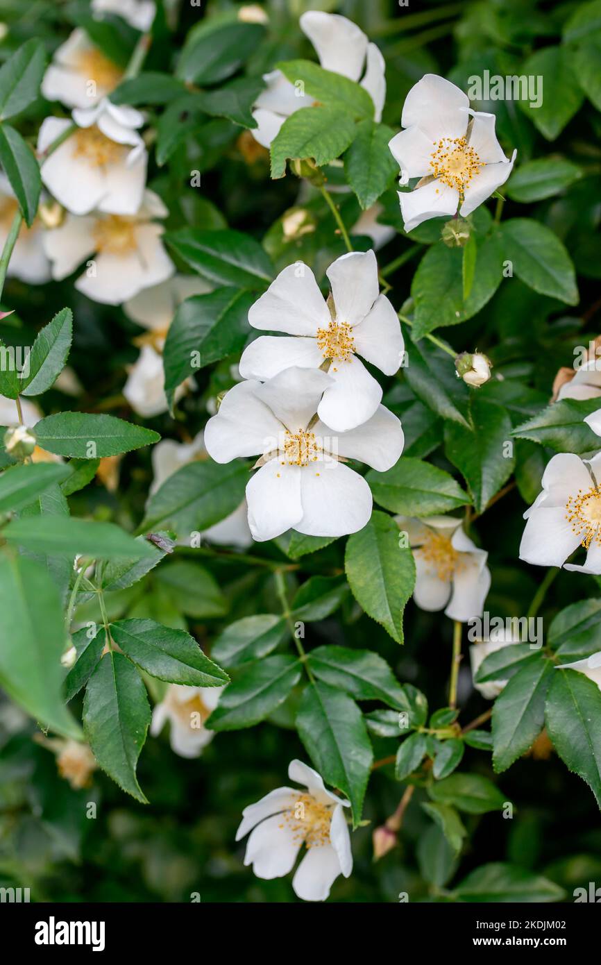 Evergreen rose (Rosa sempervirens Stock Photo - Alamy