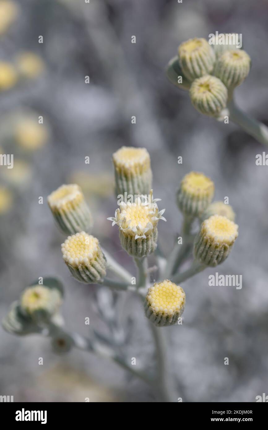 Flowers of Dusty Miller (Senecio viravira Stock Photo - Alamy