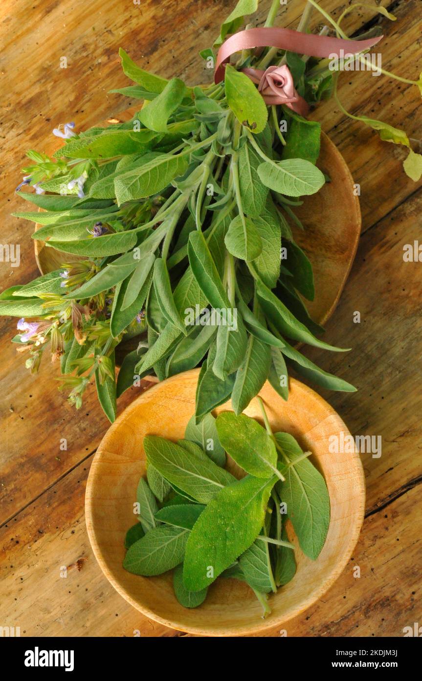 Sage. Fresh Sage (Salvia officinalis) - aromatic and medicinal - sage ...