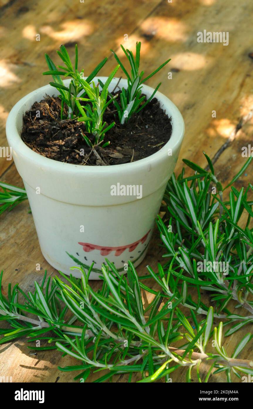 Rosemary cuttings (Rosmarinus officinalis). Pot of Rosemary cuttings ...