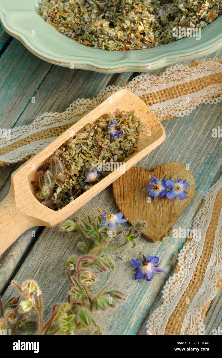 Borage officinale. blue flowered plant dried in a blue plate, wooden ...