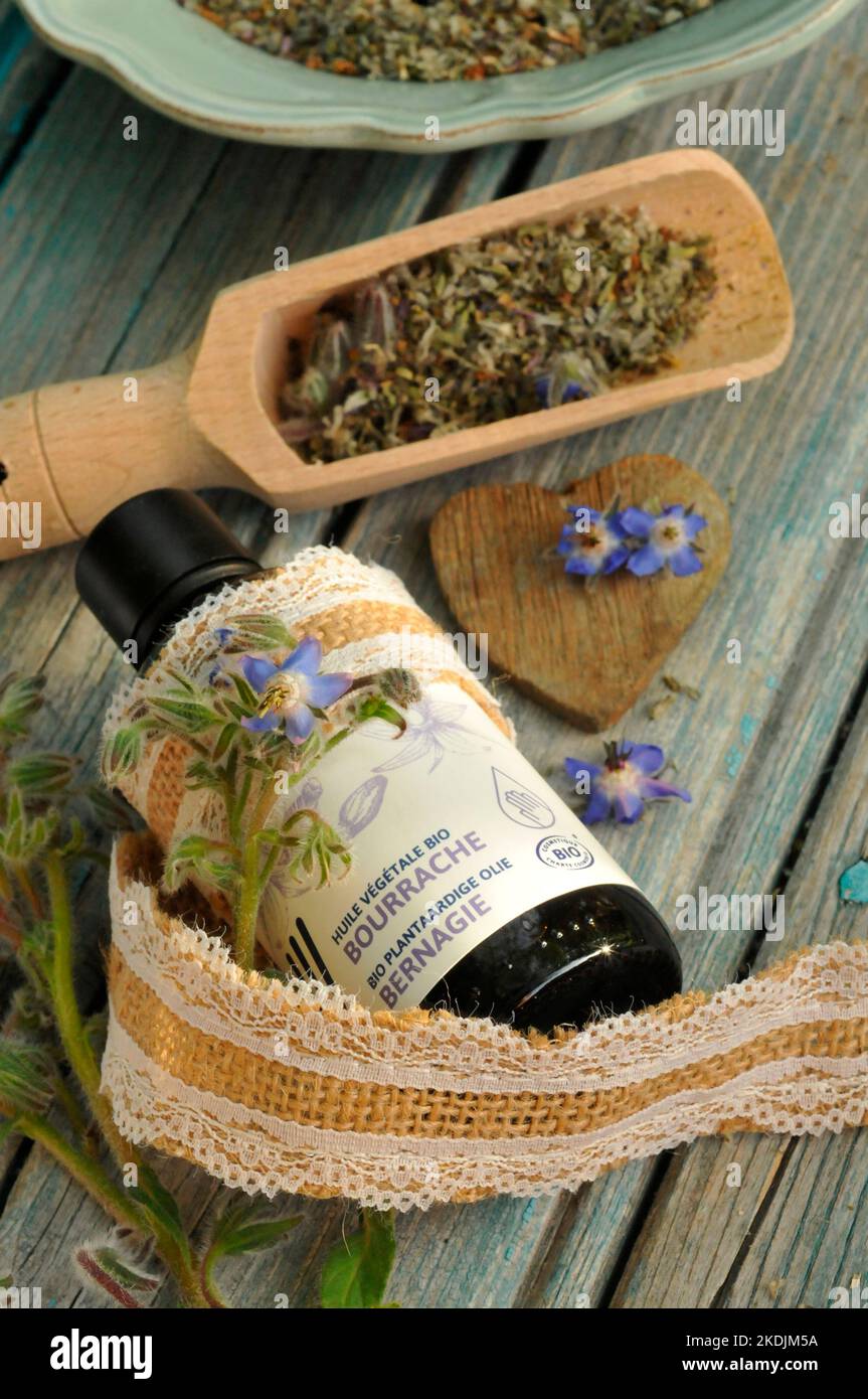 Borage officinale - blue flowered plant dried in a blue plate and ...