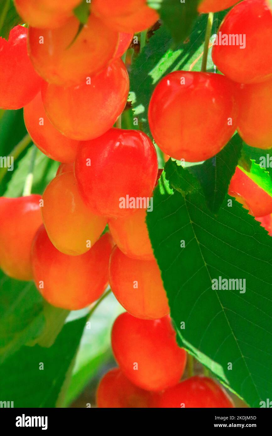 Cherry (Prunus cerasus) on tree Stock Photo - Alamy