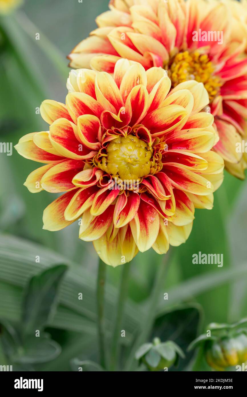 Dahlia 'Dalaya Shiva' Stock Photo - Alamy
