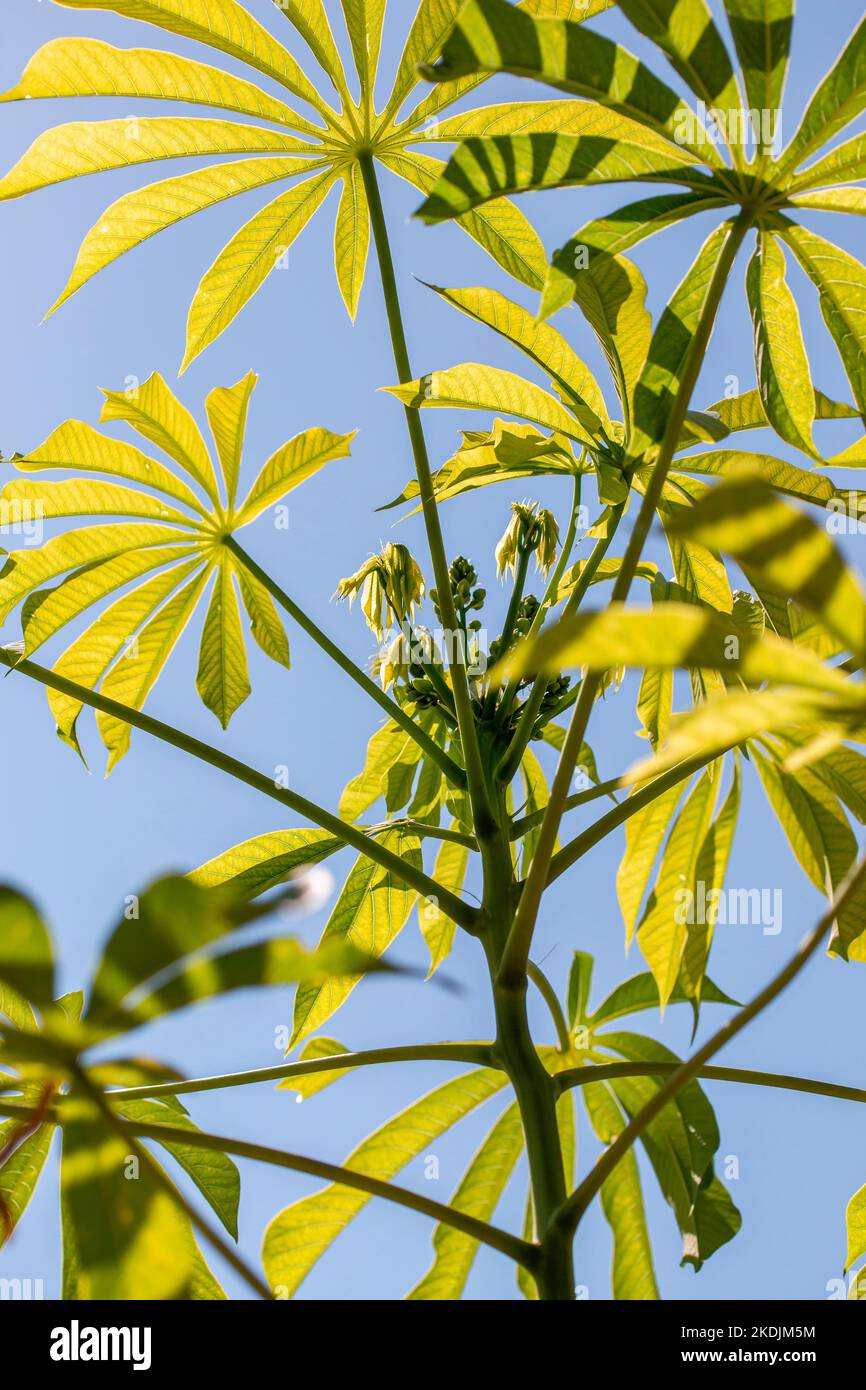 Cassava (Manihot esculenta) leaves Stock Photo - Alamy