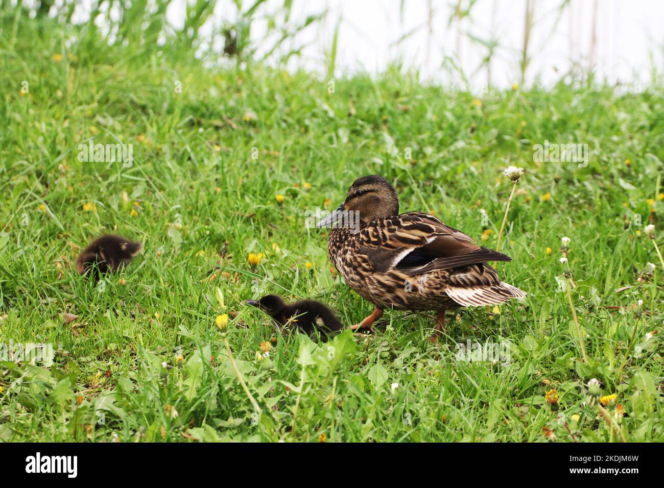 A duck female teaches two little ducklings to look for worms in the ...