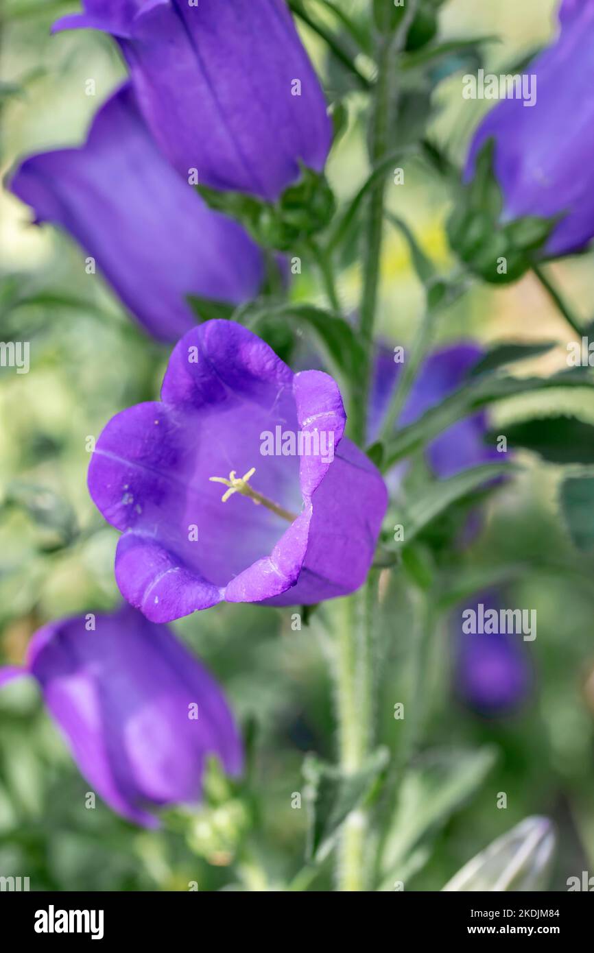 Canterbury bells (Campanula medium Stock Photo - Alamy