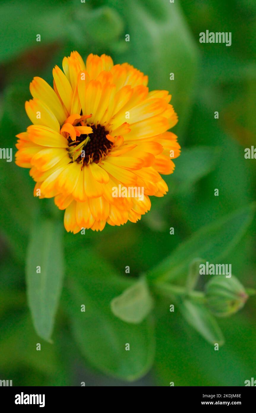 Calendula flowers (Calendula officinalis), Calendula virtues Stock ...