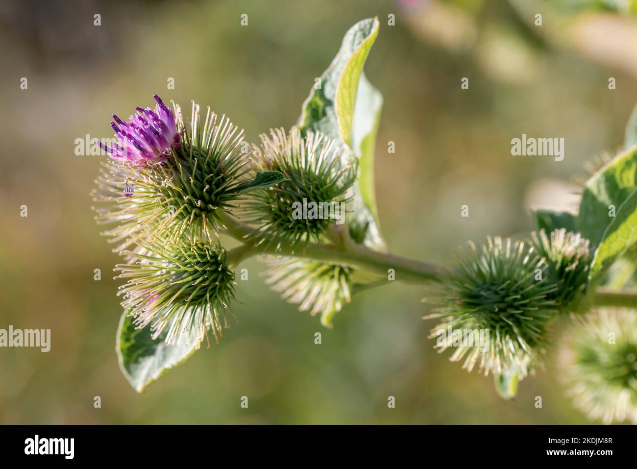 Lesser burdock (Arctium minus) flowers, Vaucluse, France Stock Photo ...