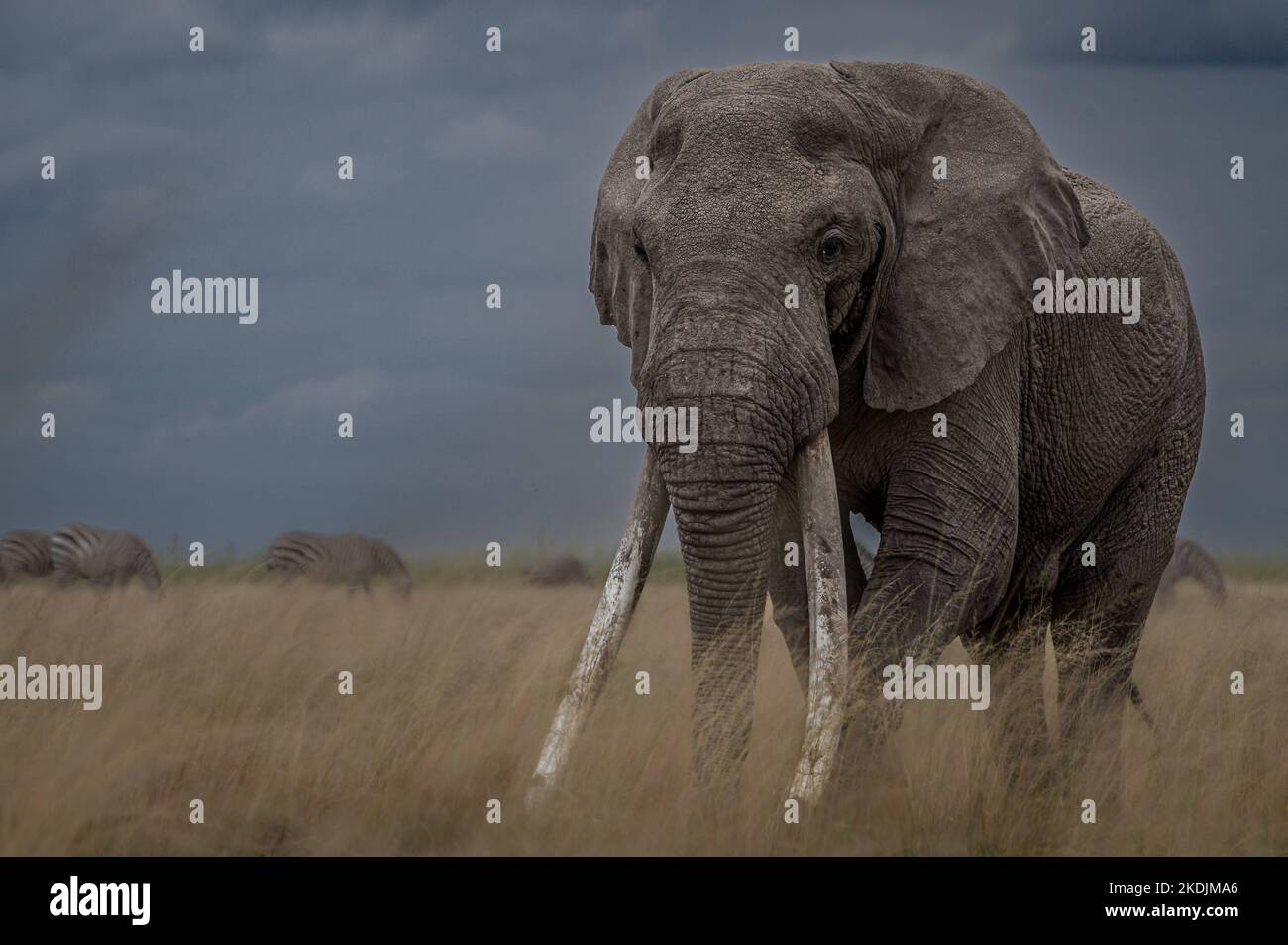 Kenya: THESE BEAUTIFUL images show a herd of elephants with the younger ...