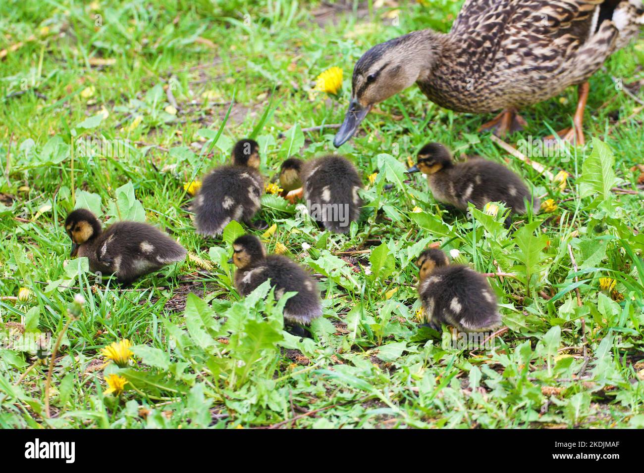 Family wild ducks walks hi-res stock photography and images - Alamy