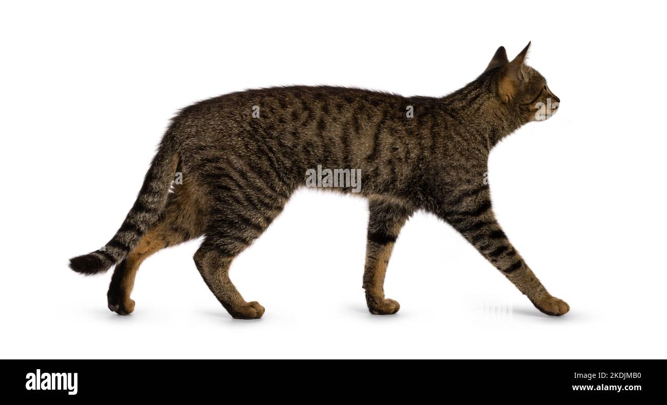 Cat Side View Walking