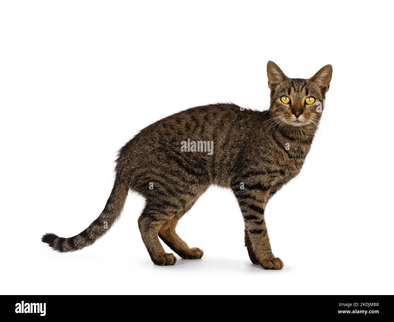 Beautiful golden brown tabby house cat, standing side ways. Head turned ...