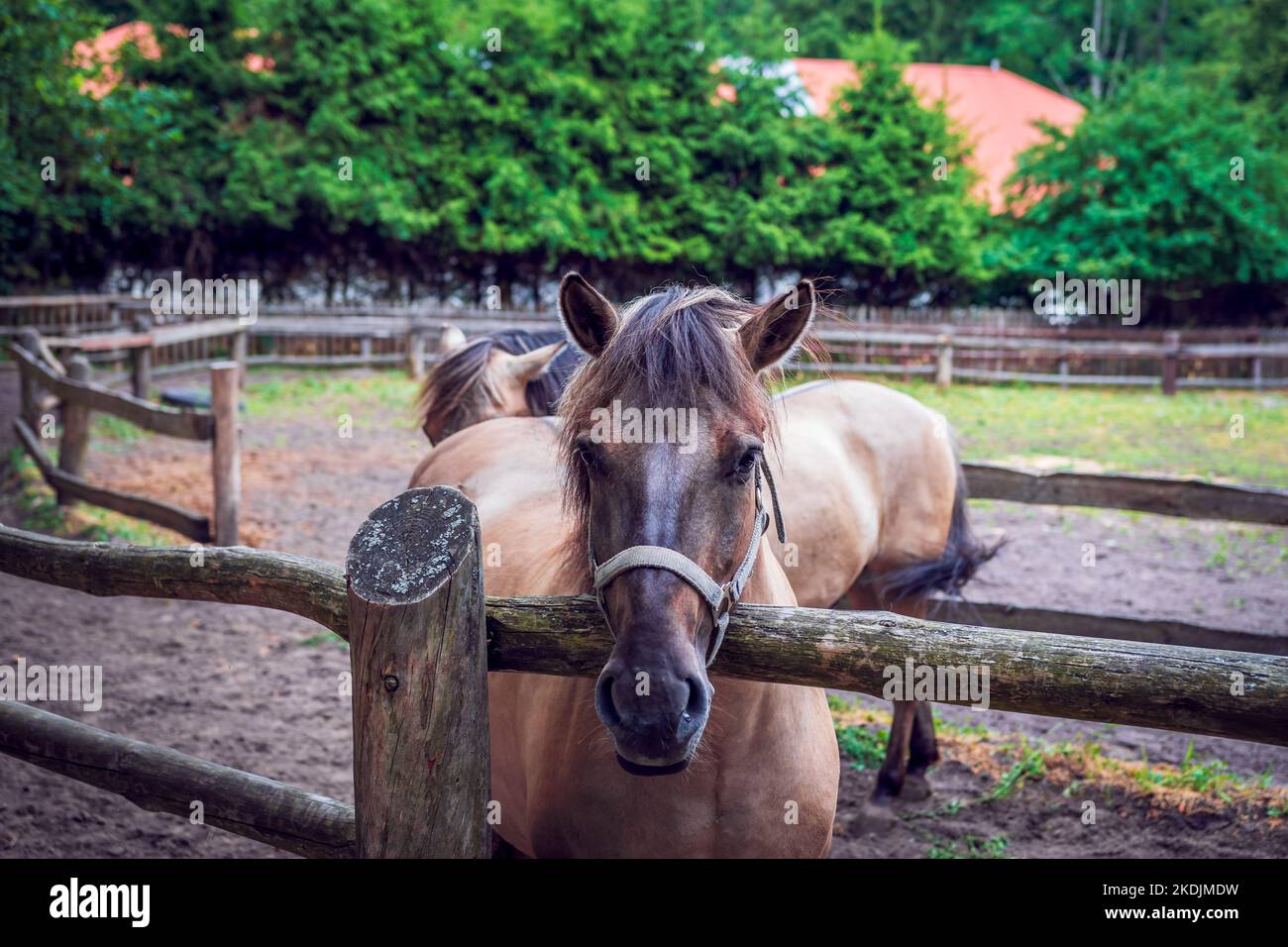 Polish horse breeding at the stud in Florianka. Paddock for horses in ...