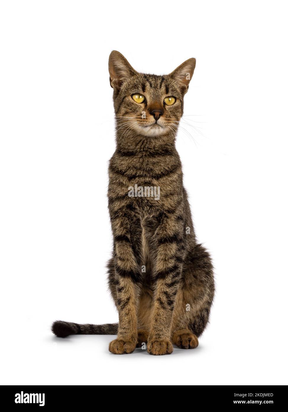 Beautiful golden brown tabby house cat, sitting up elegant facing front. Looking straight ahead ...