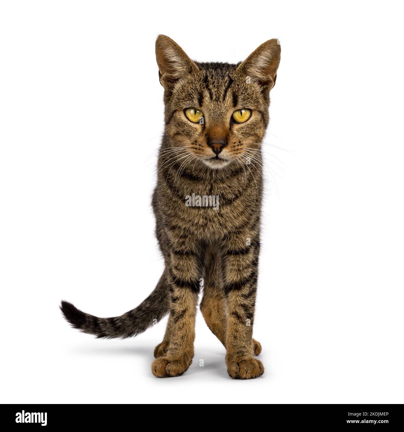 Beautiful golden brown tabby house cat, standing facing front. Looking ...