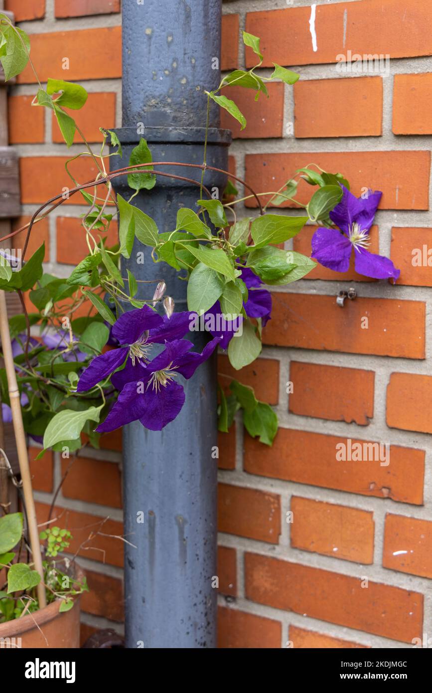 Plants growing in gutter hi-res stock photography and images - Alamy