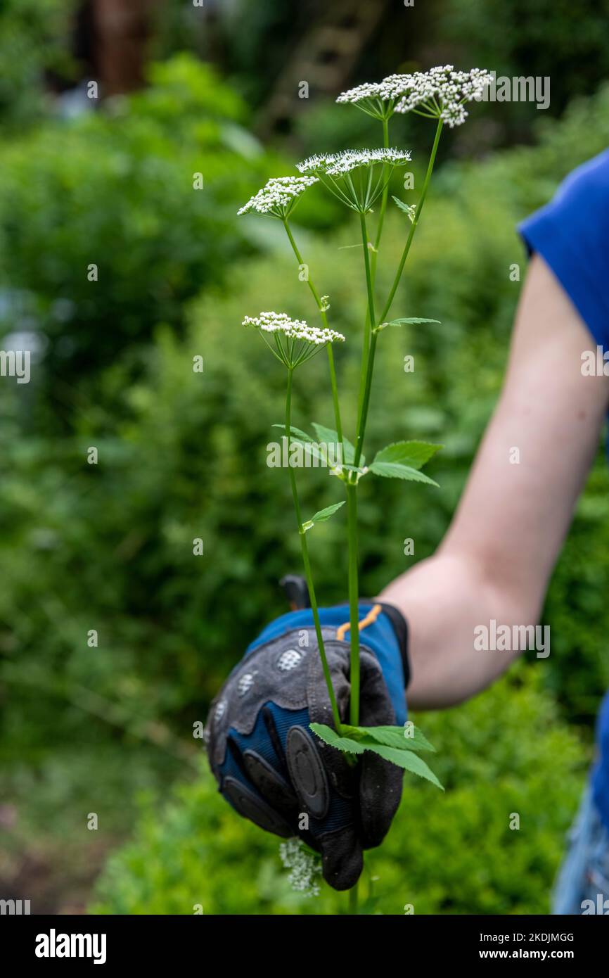 Removal of Bishop's goutweed (Aegopodium podagraria), invasive plant in ...