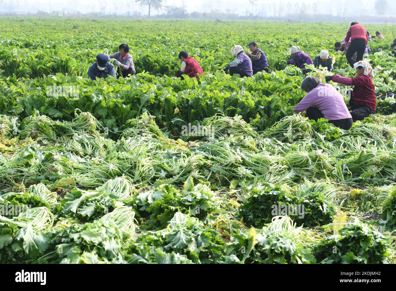 Aerial photos show farmers harvesting Chinese mustard in the fields in Sanguan Village ...