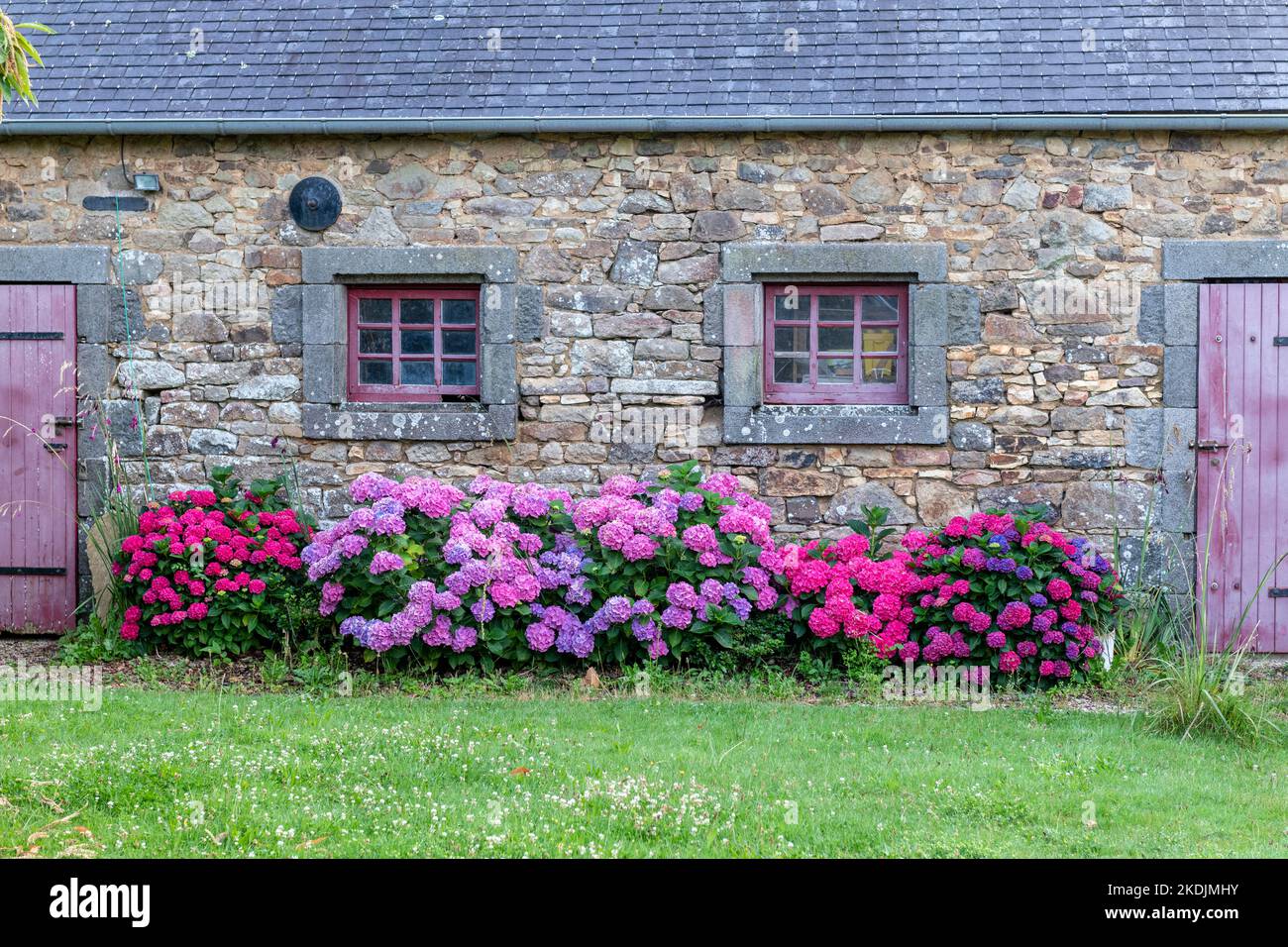 Hydrangea (Hydrangea sp) in bloom on a stone facade, summer, Finistere ...