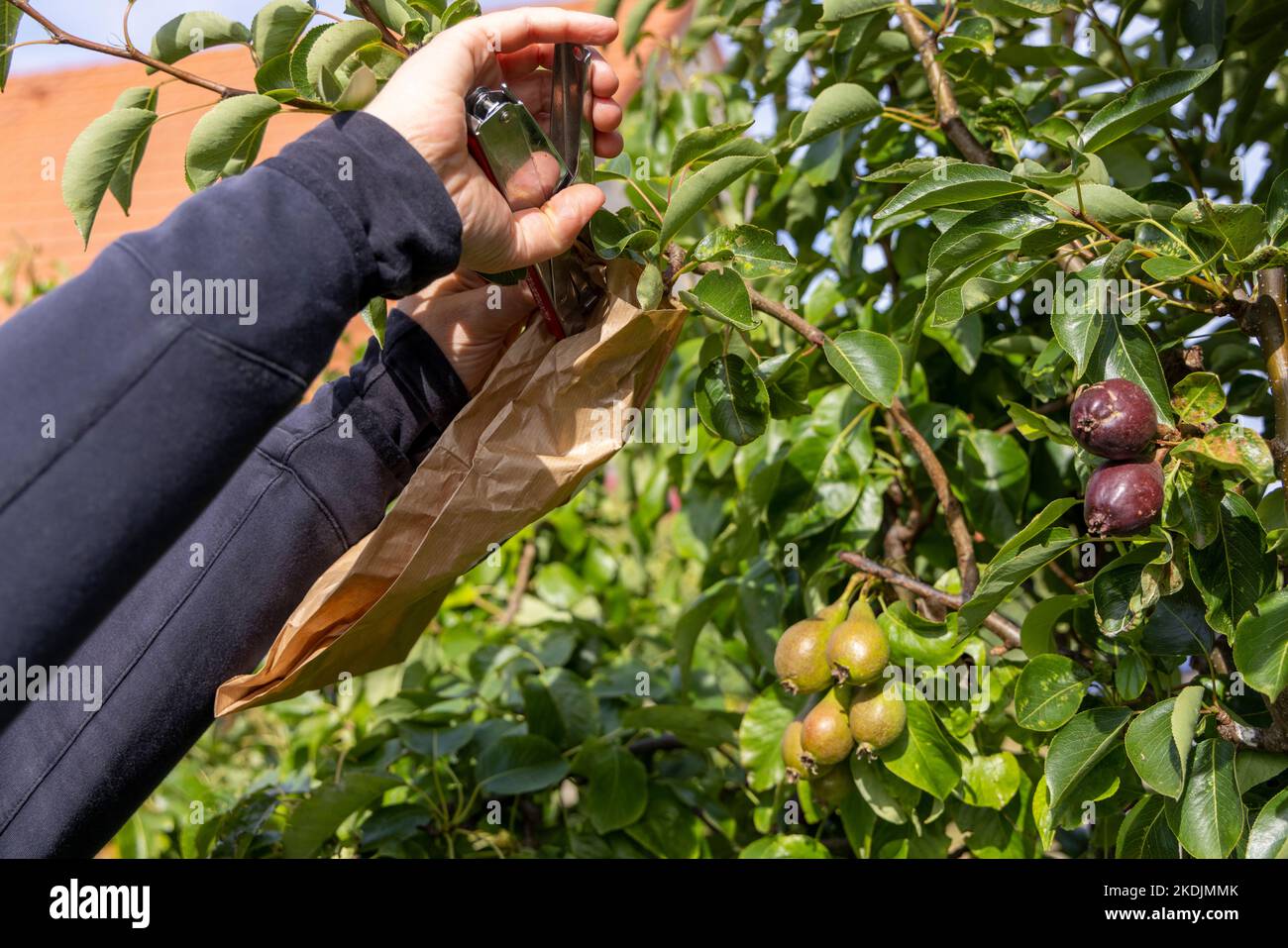 Bagging the best pears with kraft paper bags (recycling), to protect ...