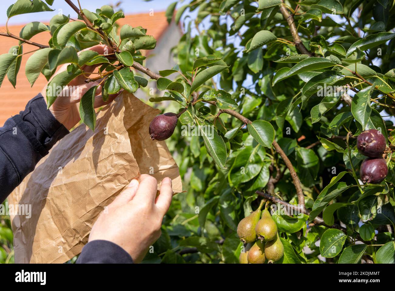 Bagging the best pears with kraft paper bags (recycling), to protect ...