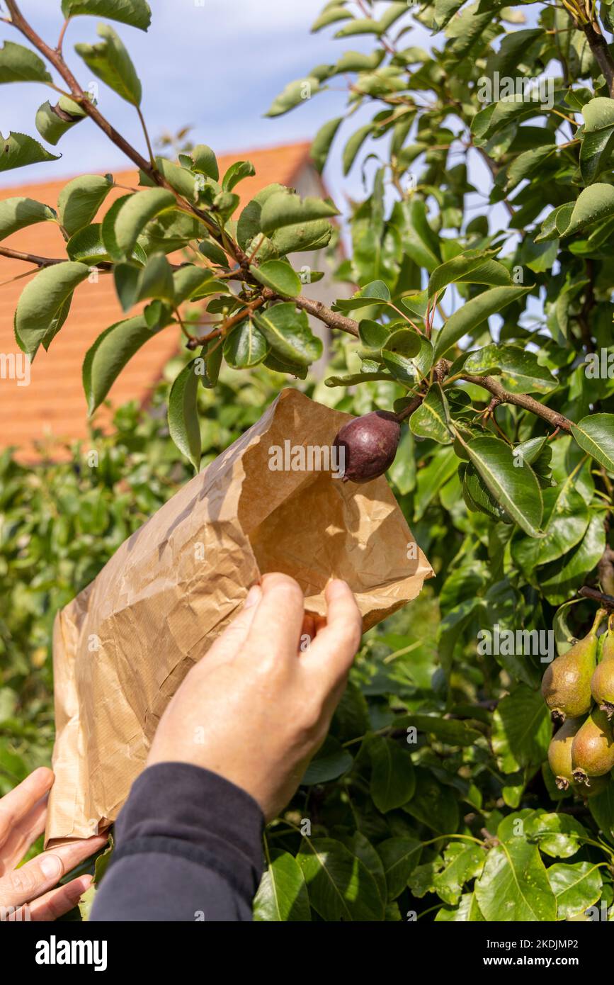 Bagging the best pears with kraft paper bags (recycling), to protect ...