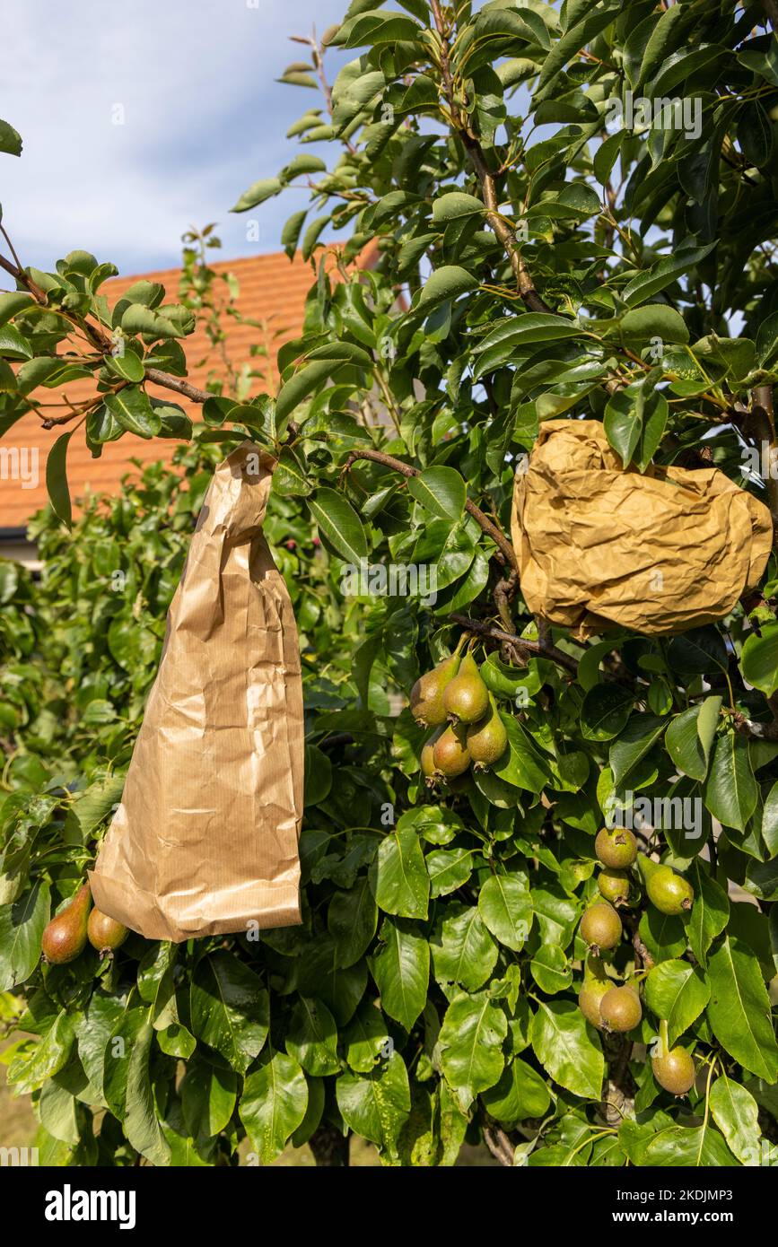 Bagging the best pears with kraft paper bags (recycling), to protect ...