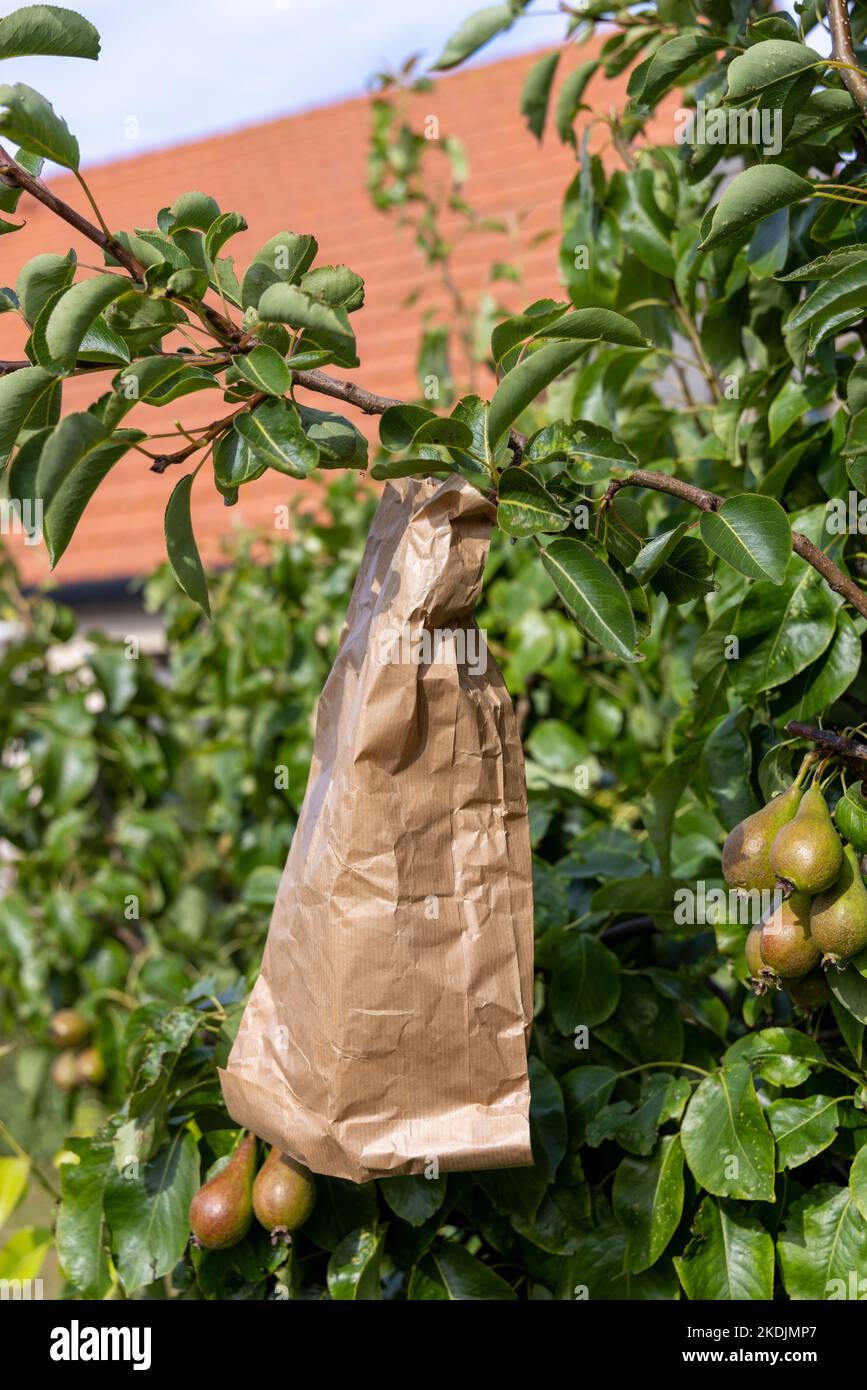 Bagging the best pears with kraft paper bags (recycling), to protect ...
