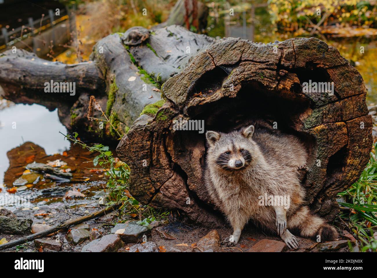 Gorgeous raccoon cute peeks out of a hollow in the bark of a large tree ...