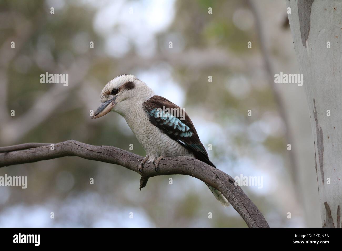 Australias most iconic birds hi-res stock photography and images - Alamy