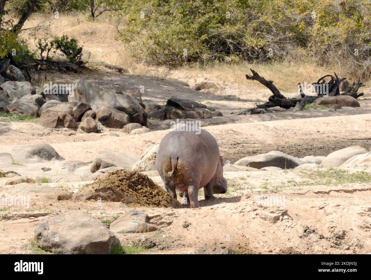 Hippopotamus dung hi-res stock photography and images - Alamy