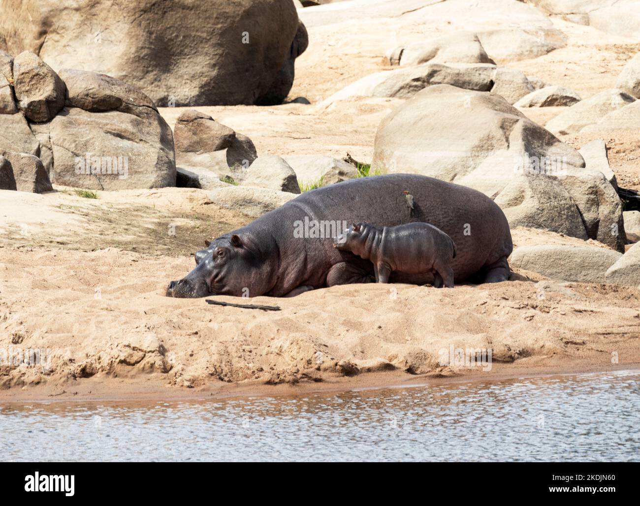Hippo droppings dung hi-res stock photography and images - Alamy