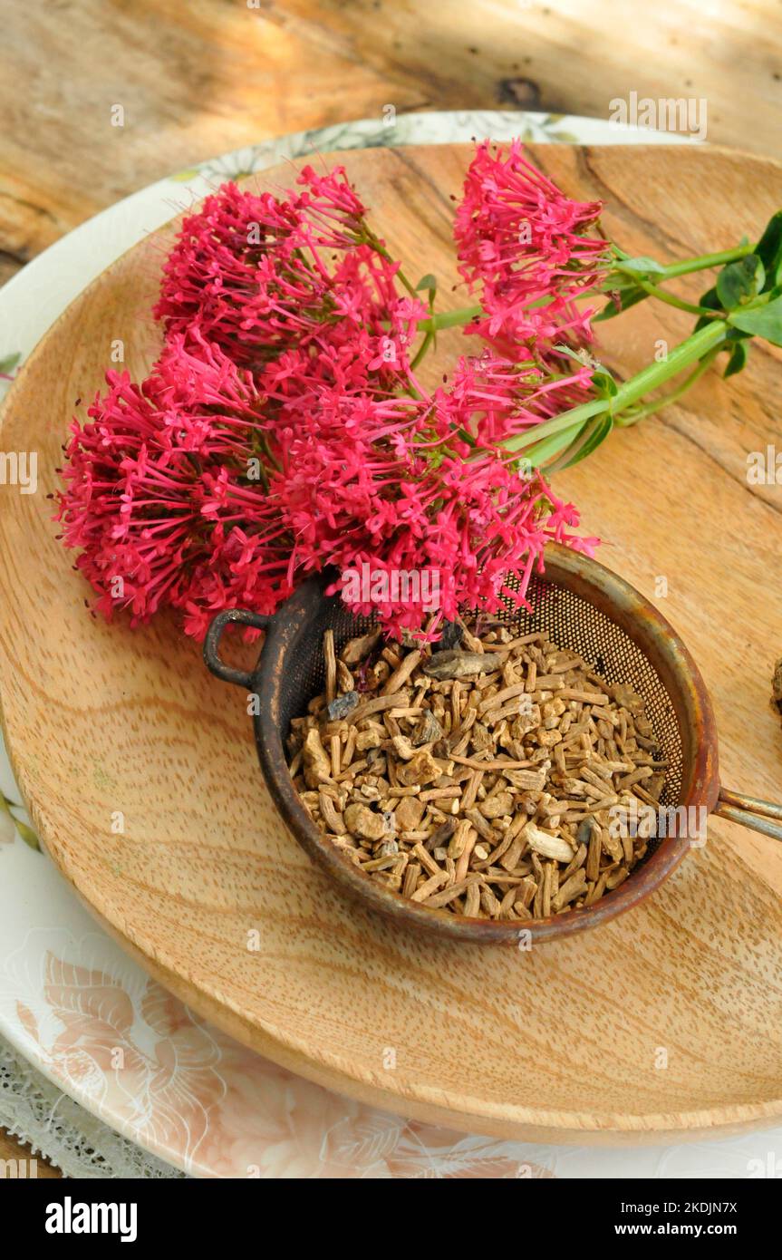 Red valerian (Centranthus ruber) flowers, roots for infusion and ...
