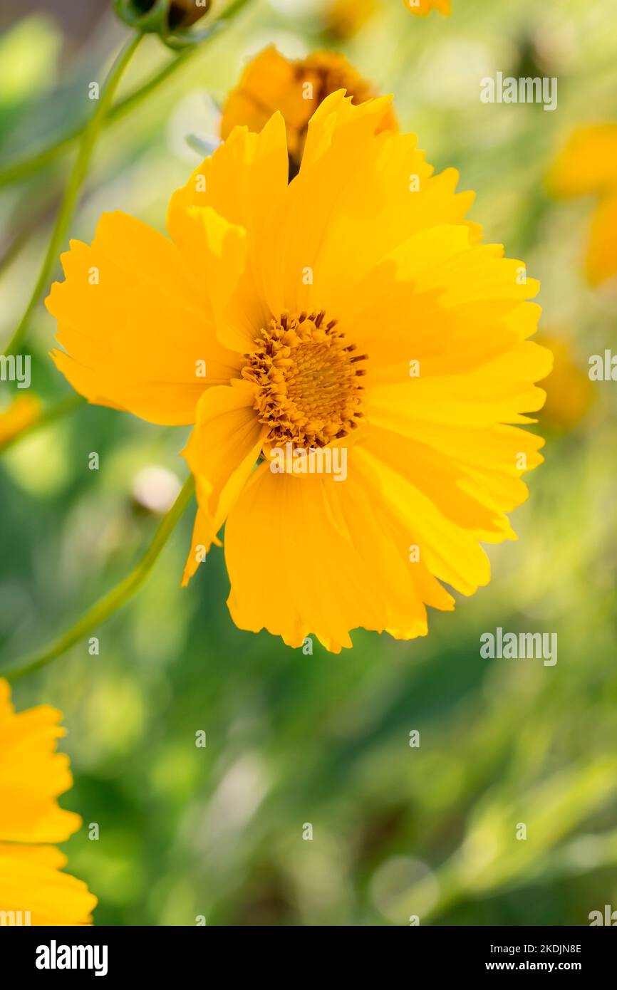 Calliopsis (Coreopsis sp.) flower, Gard, France Stock Photo - Alamy