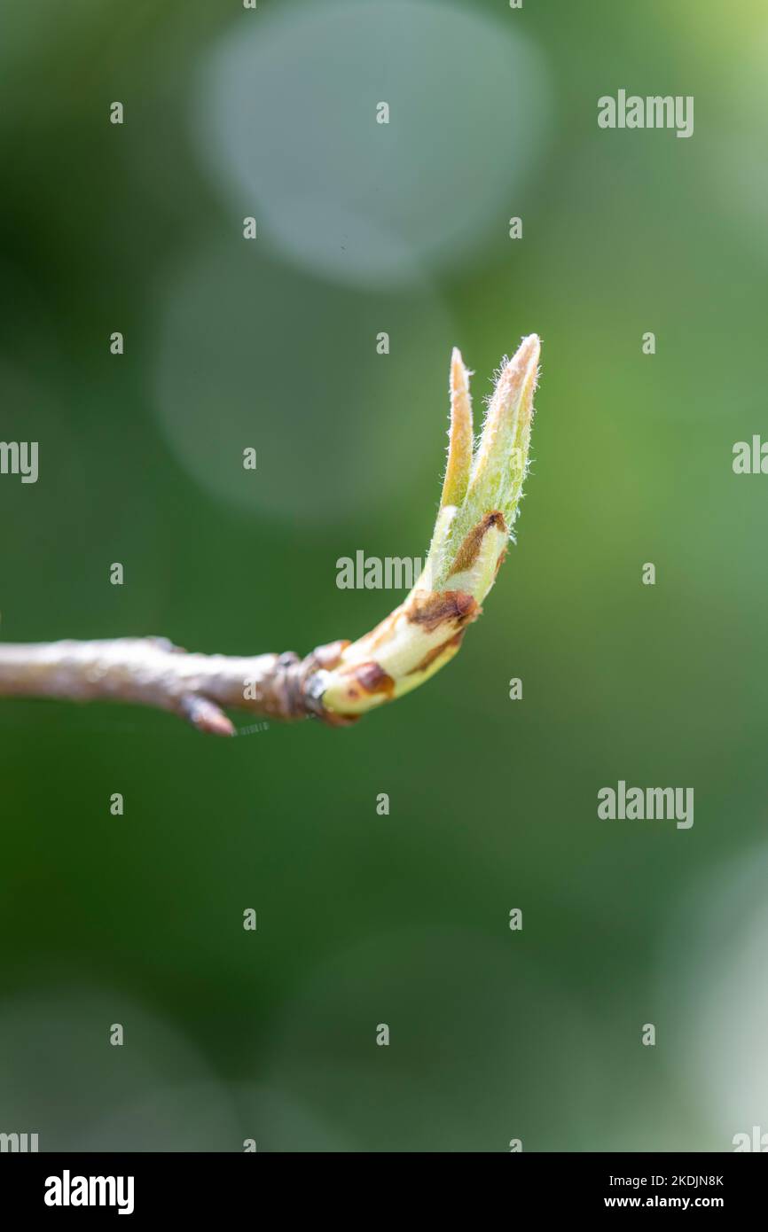 Pear tree 'Williams' leaf bud, summer, Pas de Calais, France Stock ...