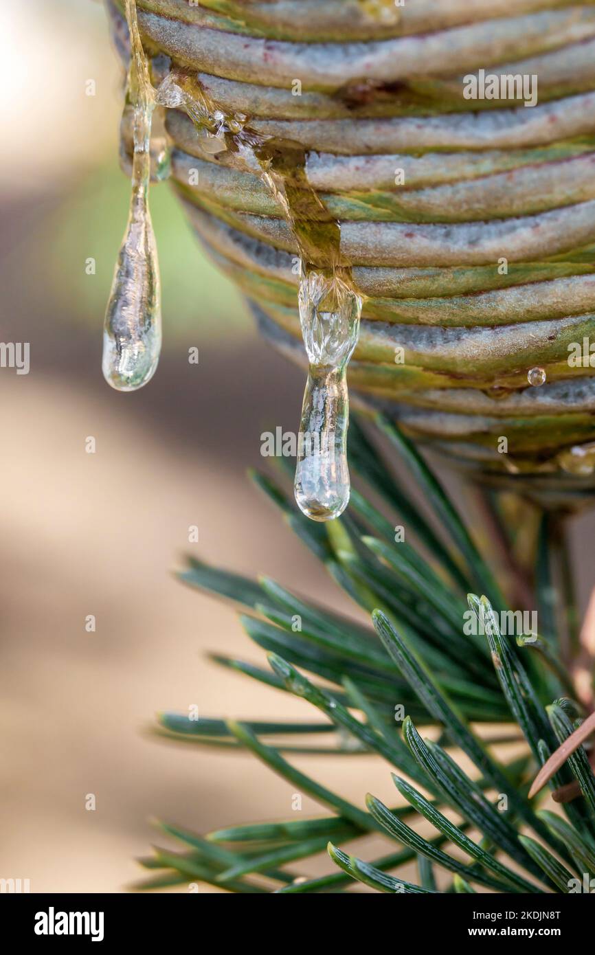 Resin flowing from a Cedar (Cedrus sp.) cone in early summer, Vaucluse ...
