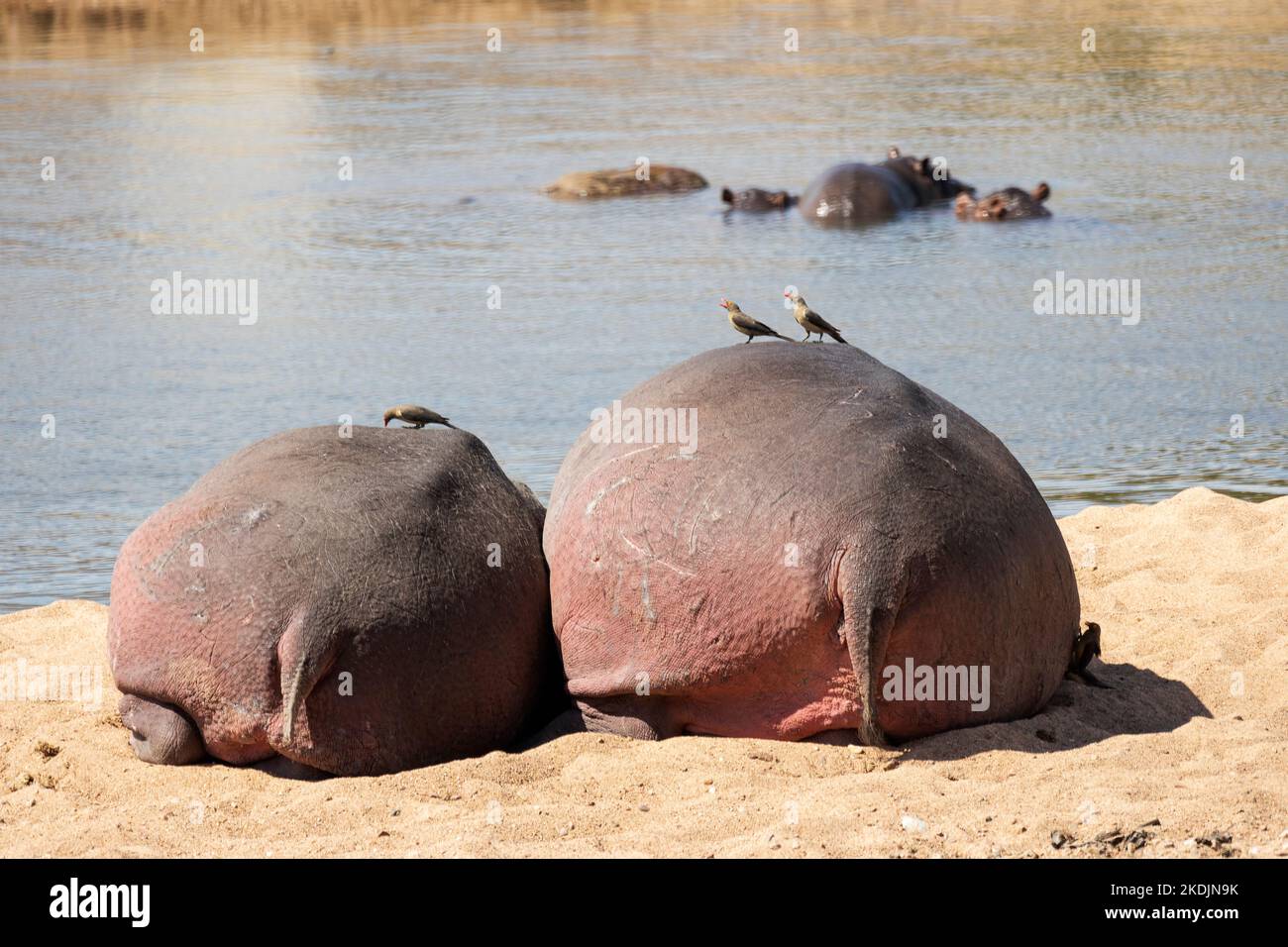 Hippo dung hi-res stock photography and images - Alamy