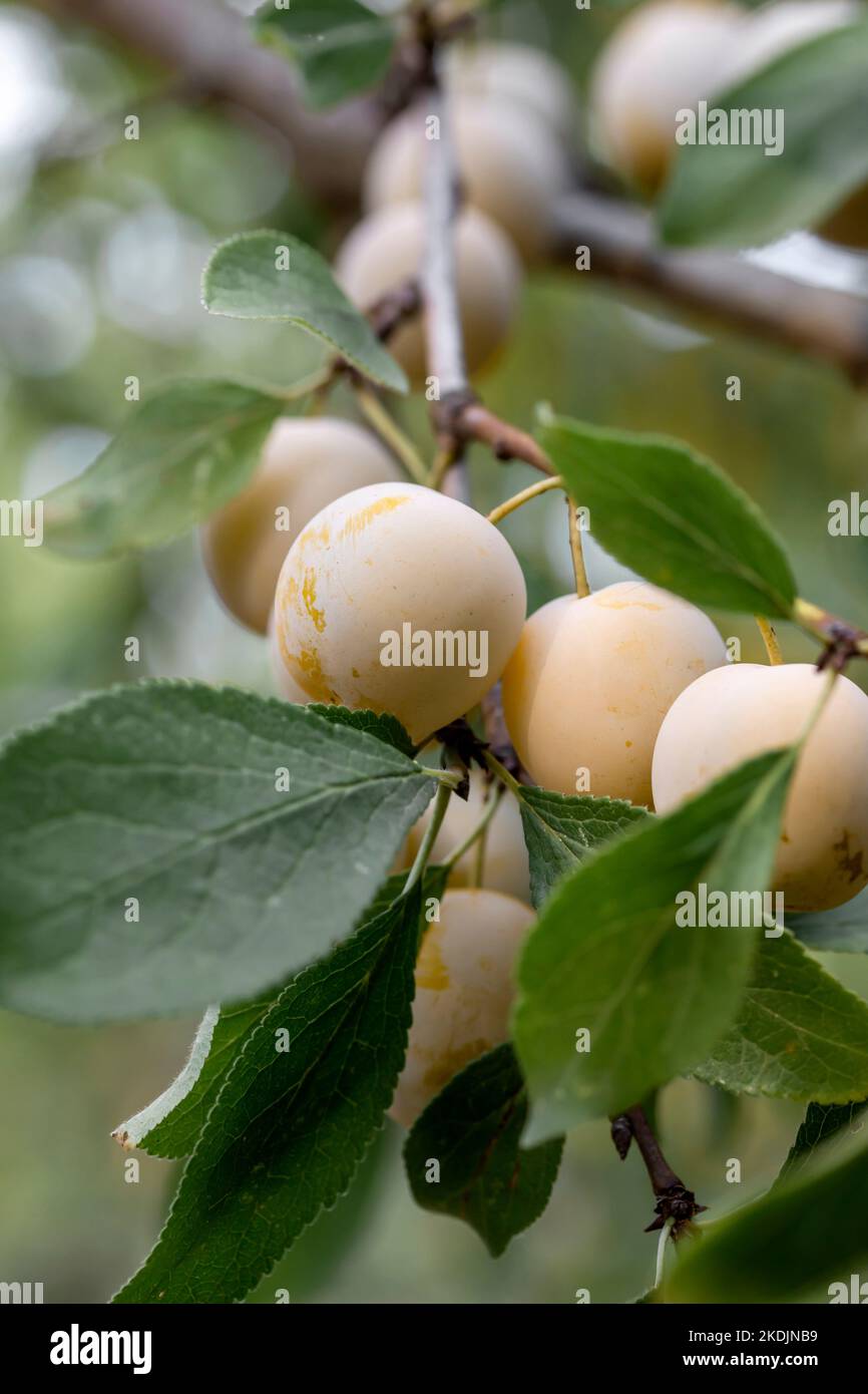 Mirabelle plums 'de Nancy' on the tree, Gers, France Stock Photo - Alamy
