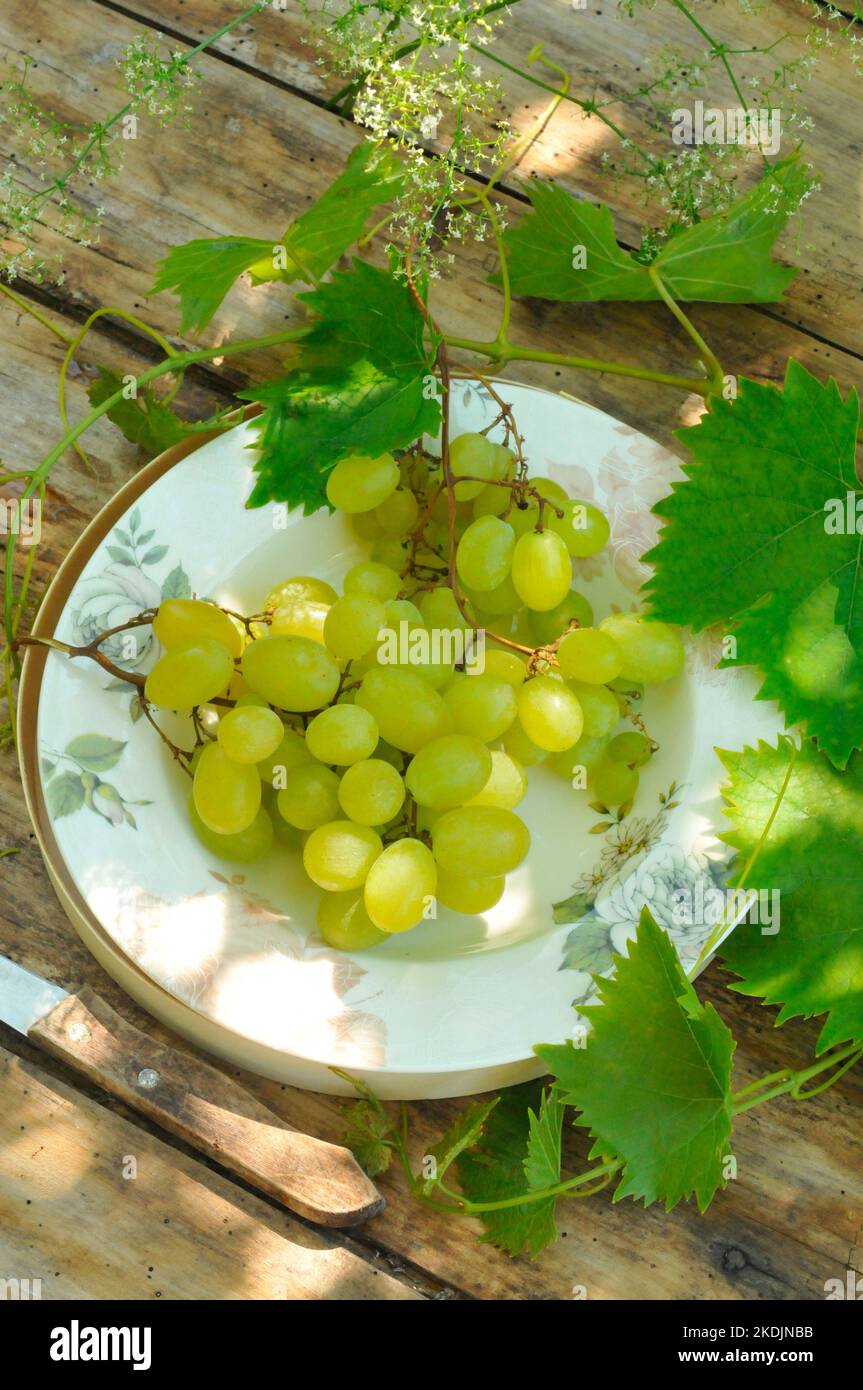 Organic white grapes (Vitis vinifera) on a plate, summer fruits Stock ...