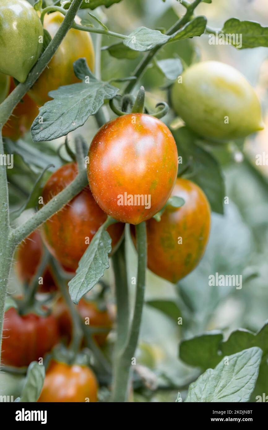 Individual cherry tomato hi-res stock photography and images - Alamy