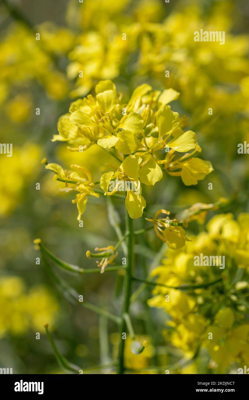 White mustard (Sinapis alba), Vaucluse, France Stock Photo - Alamy