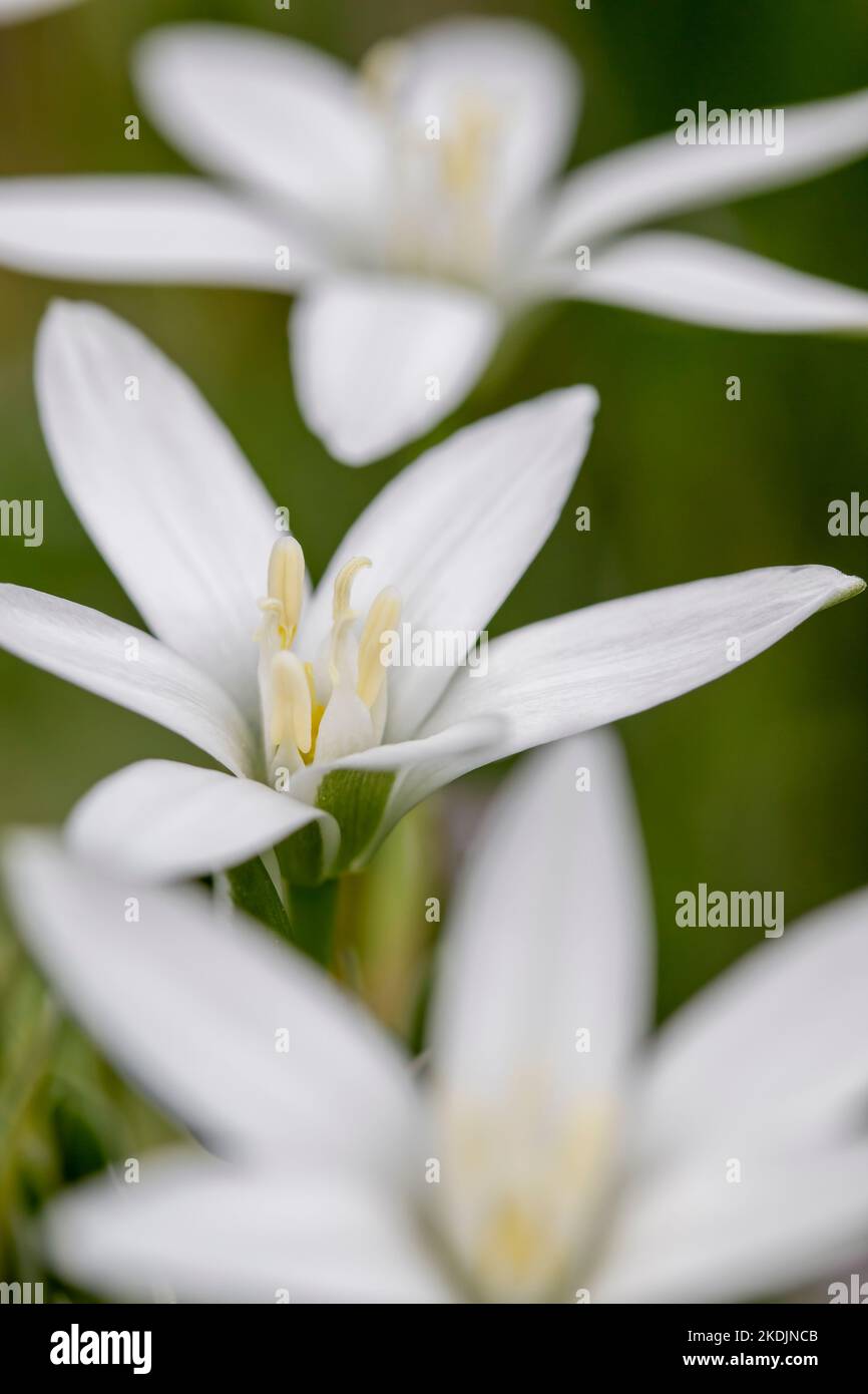 Garden star-of-Bethlehem (Ornithogalum divergens = Ornithogalum ...