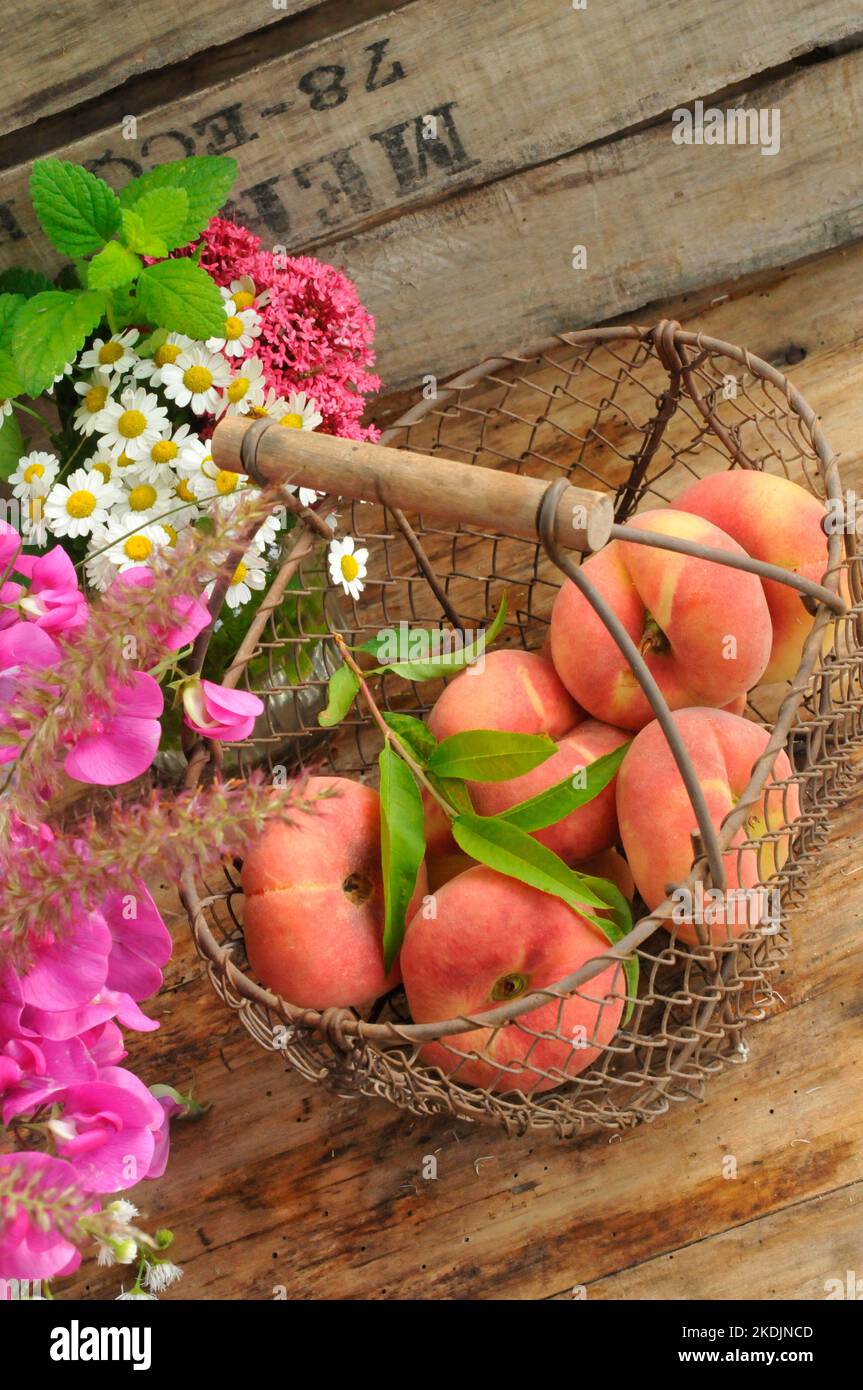 Flat peaches in an iron basket, Sweet pea (Lathyrus odoratus) and white ...
